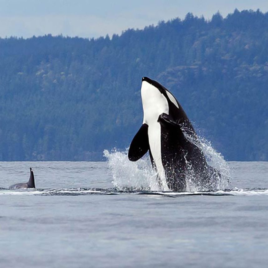 Pender Island Activities » WOODS on Pender